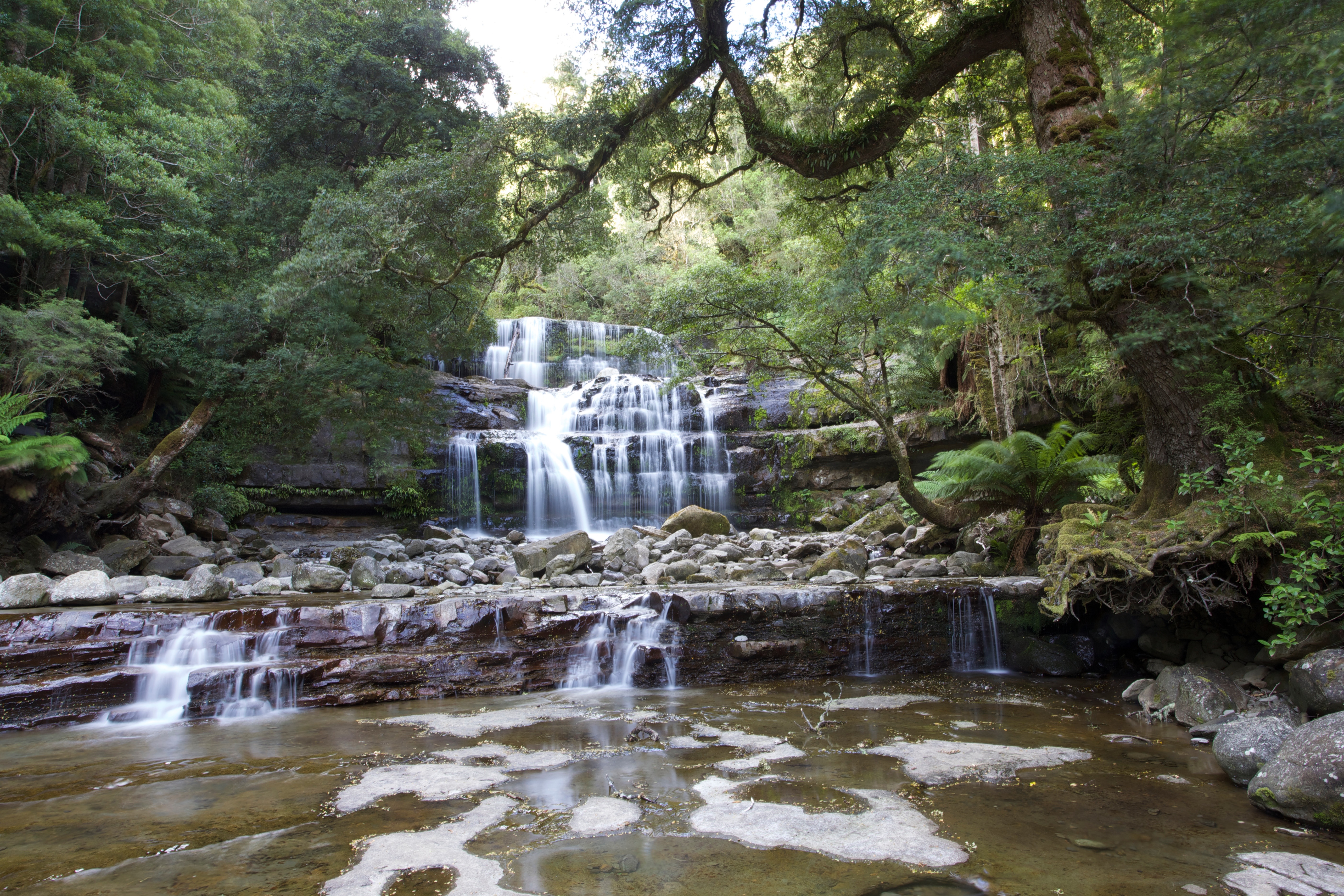 Activities – TREE
